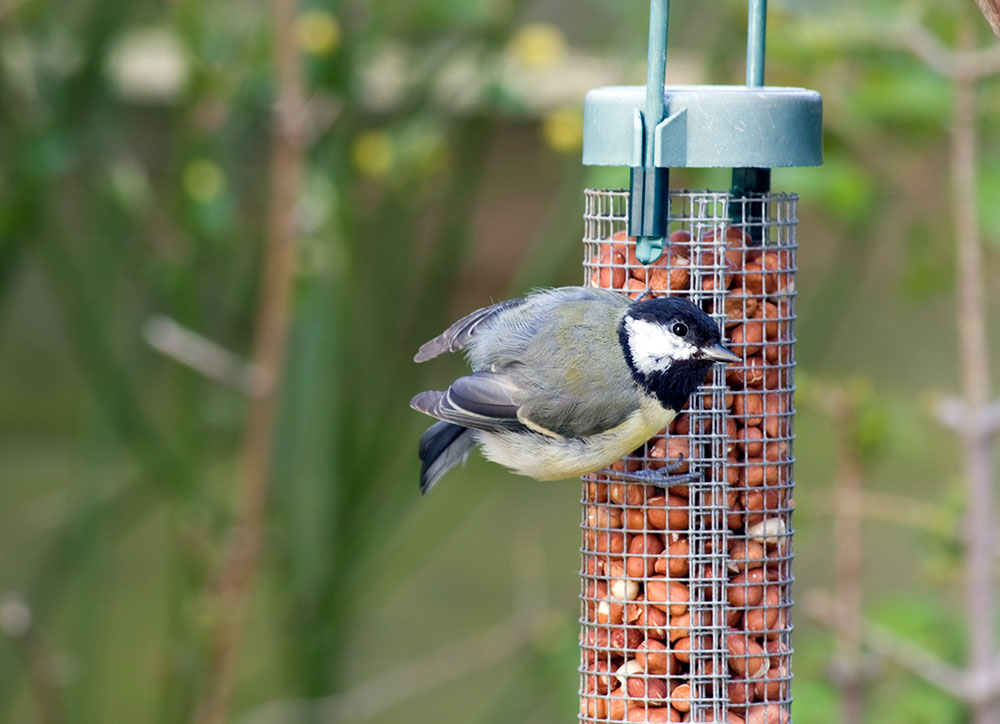 Prepare for Spring, Build a Bird Feeder (4/8) - Paoli Village Shoppes