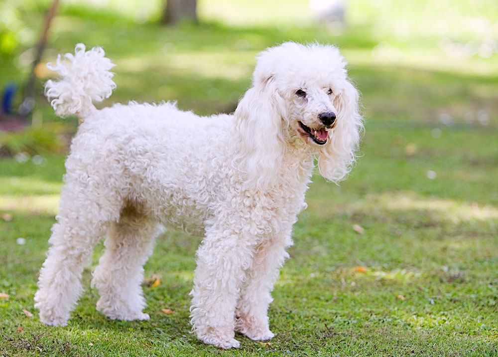 Poodle Day at Concord Pet (July 5th) - Paoli Village Shoppes